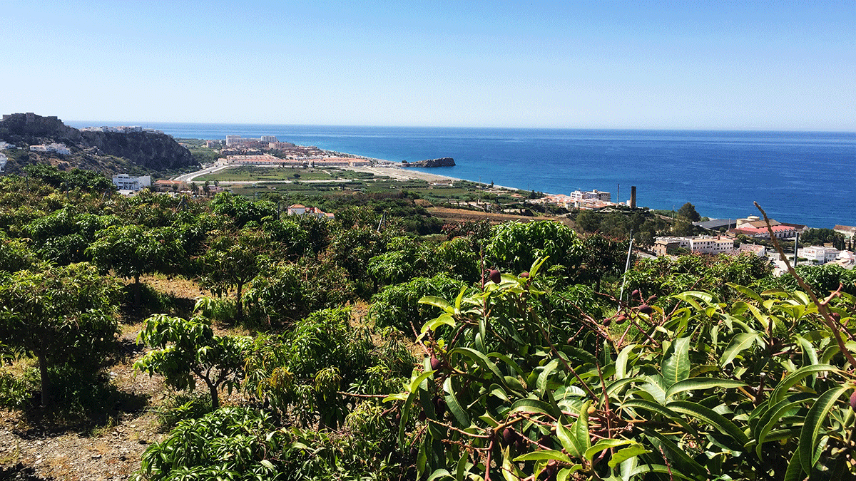 Costa tropical de Granada Motril y Málaga | Huerta Tropical