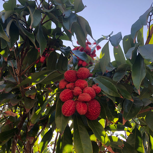 Comprar lichis online a domicilio en 24 hr | Huerta Tropical